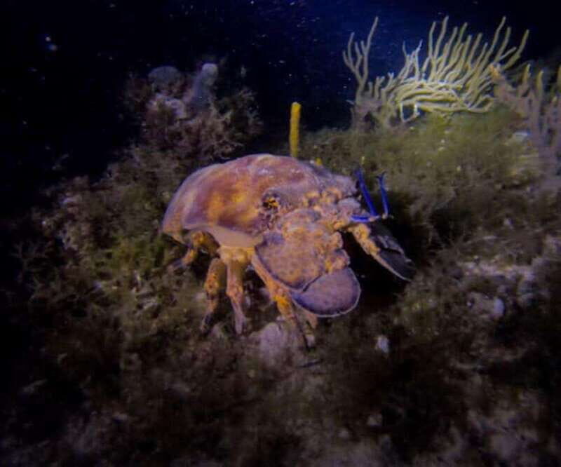 Puerto Morelos: Ojo de Agua Night Dive for Certified Divers - Overview of the Night Diving Experience