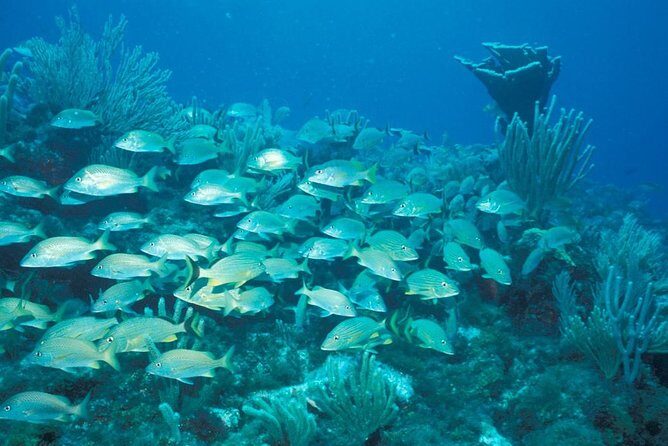 Puerto Morelos Reef Snorkeling Tour with Lunch - The Itinerary: What to Expect Step-by-Step