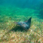 Puerto Morelos: Reef Snorkeling Trip with Beachside Lunch - Transportation & Duration