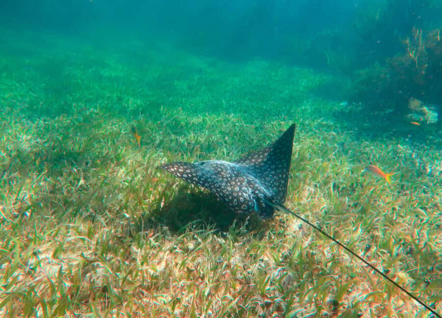Puerto Morelos: Reef Snorkeling Trip with Beachside Lunch - Transportation & Duration