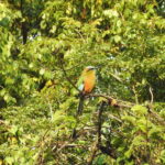 Puerto Morelos: Ruta de los Cenotes Birdwatching Tour - Value for Money