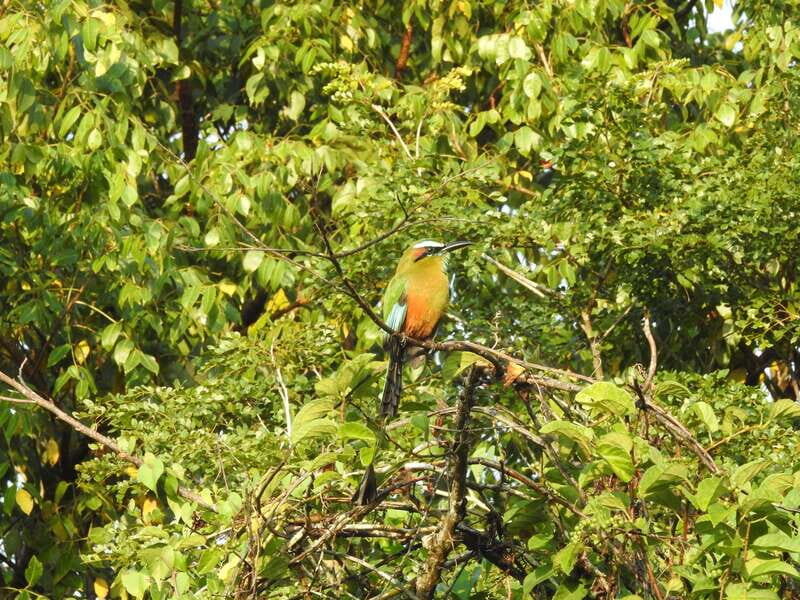 Puerto Morelos: Ruta de los Cenotes Birdwatching Tour - Value for Money