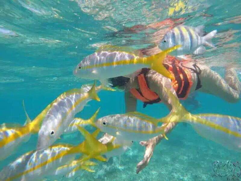 Puerto Morelos: Snorkeling at The National Reef Park - Why This Tour Matters: The Bigger Picture