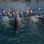 Puerto Morelos: Swim with Dolphins - The Activities: Playful, Informative, and Respectful