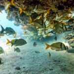 Puerto Morelos: Two Reef Dives for Certified Divers - Why This Tour Represents Good Value