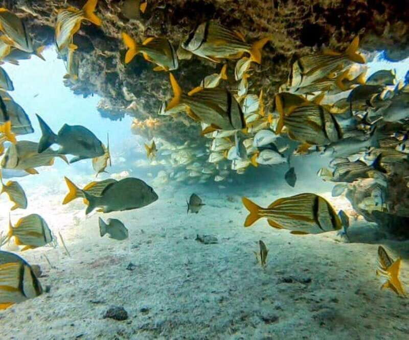 Puerto Morelos: Two Reef Dives for Certified Divers - Why This Tour Represents Good Value