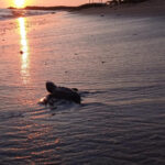 Puerto Vallarta: Baby Turtle Release in Conservation Area - The Itinerary in Detail