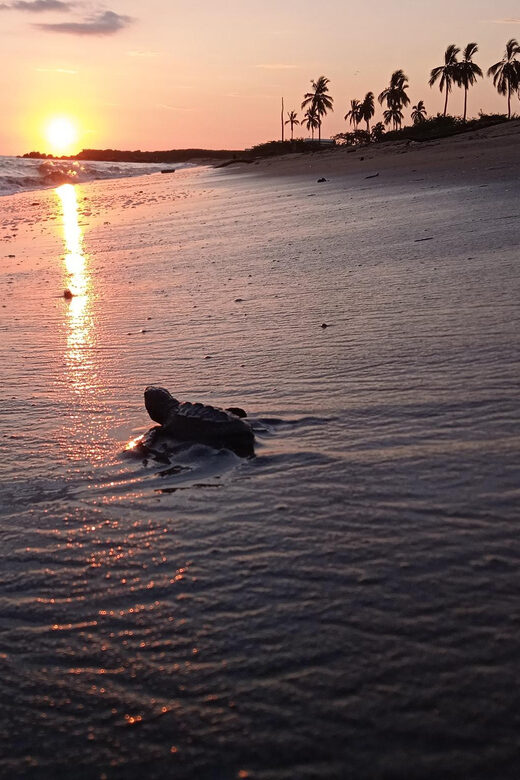 Puerto Vallarta: Baby Turtle Release in Conservation Area - The Itinerary in Detail