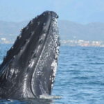 Puerto Vallarta: Humpback Whale Research Adventure Tour - Experience Highlights: What You Can Expect