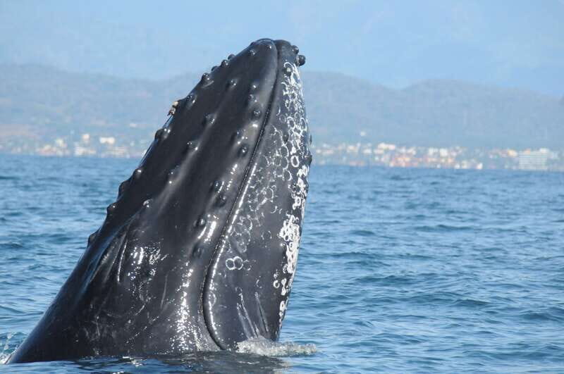 Puerto Vallarta: Humpback Whale Research Adventure Tour - Experience Highlights: What You Can Expect