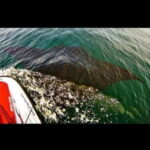 Puerto Vallarta: Jet Ski Safari Tour - Practical Details and Considerations