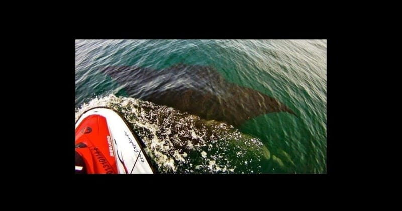 Puerto Vallarta: Jet Ski Safari Tour - Practical Details and Considerations
