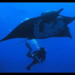 Puerto Vallarta: La Corbeñeta Underwater Exploration - Detailed Itinerary Breakdown