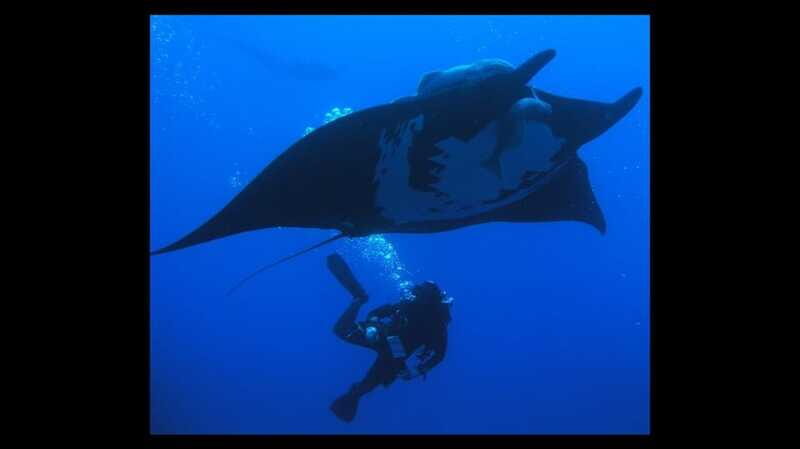 Puerto Vallarta: La Corbeñeta Underwater Exploration - Detailed Itinerary Breakdown