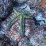 Puerto Vallarta: Los Arcos de Mismaloya, diving for beginners. - Assessing the Value