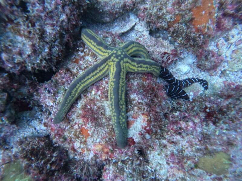 Puerto Vallarta: Los Arcos de Mismaloya, diving for beginners. - Assessing the Value