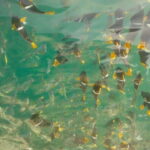 Puerto Vallarta: Los Arcos Snorkeling Tour - The Itinerary: What to Expect