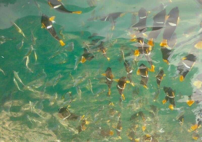 Puerto Vallarta: Los Arcos Snorkeling Tour - The Itinerary: What to Expect