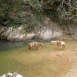 Puerto Vallarta: Private Tour Hiking Quimixto Waterfall - What’s Included and Why It Matters