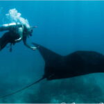 Puerto Vallarta: Scuba Diving en el Morro - The Underwater Landscape and Marine Life