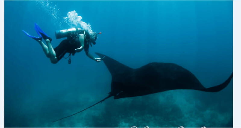 Puerto Vallarta: Scuba Diving en el Morro - The Underwater Landscape and Marine Life