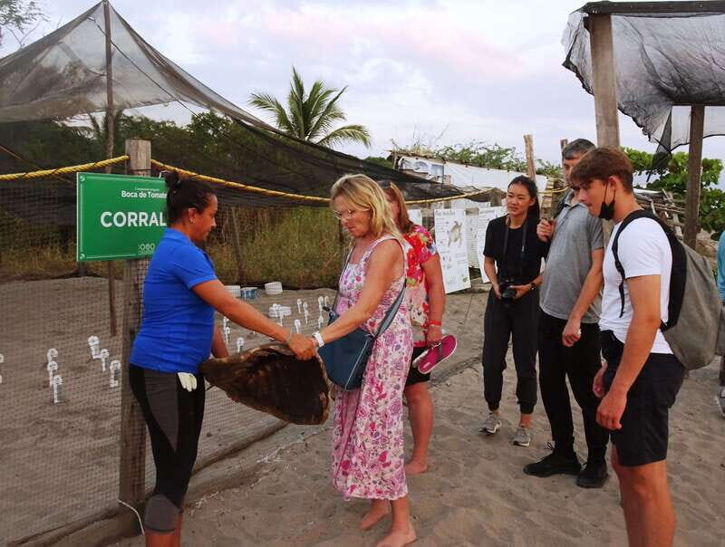 Puerto Vallarta: Sea turtle release at Sunset - The Experience Itself: A Closer Look