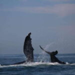 Puerto Vallarta: Whale watching - The Itinerary: What to Expect from Start to Finish