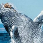 Puerto Vallarta: Whale Watching Adventure Tour - Final thoughts: Who Should Sign Up?