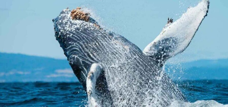 Puerto Vallarta: Whale Watching Adventure Tour - Final thoughts: Who Should Sign Up?
