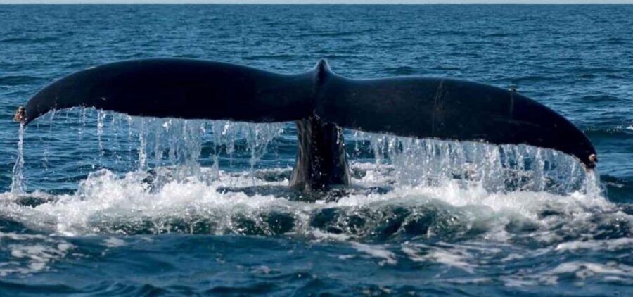 Puerto Vallarta: Whale Watching Beach Bay - Who Is This Tour Perfect For?