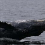 Puerto Vallarta: Whale Watching Encounter - What to Expect: The Itinerary
