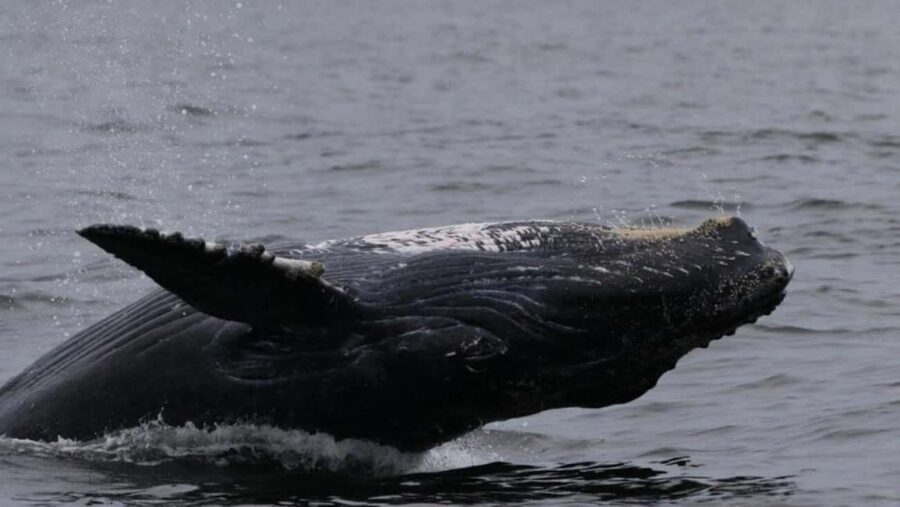 Puerto Vallarta: Whale Watching Encounter - What to Expect: The Itinerary