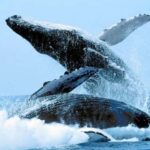 Puerto Vallarta: Whale Watching on Catamaran - The Experience from the Deck