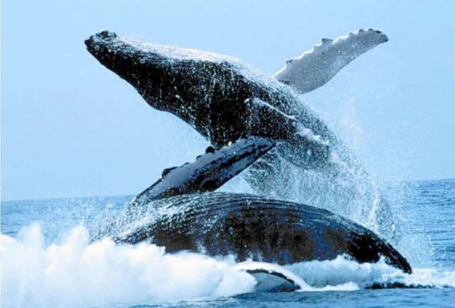 Puerto Vallarta: Whale Watching on Catamaran - The Experience from the Deck
