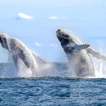 Puerto Vallarta: Whale Watching Photo Safari - Itinerary Breakdown