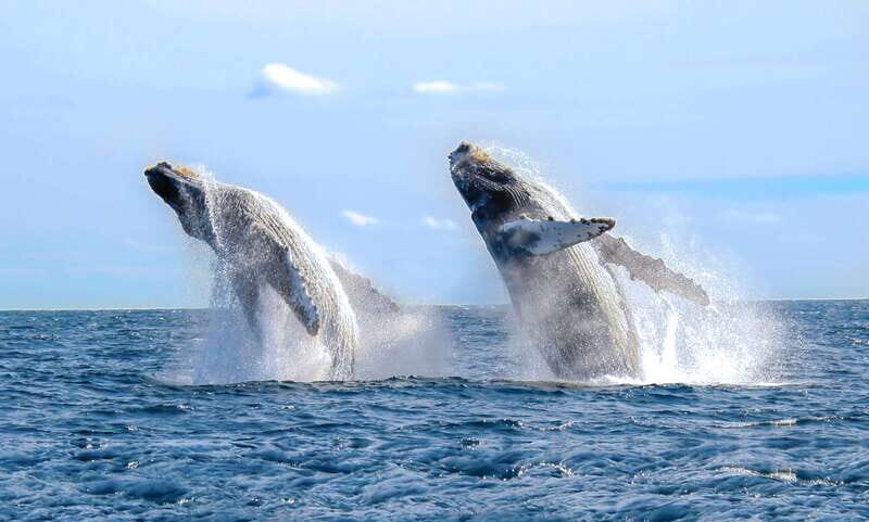 Puerto Vallarta: Whale Watching Photo Safari - Itinerary Breakdown