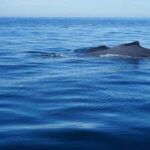 Puerto Vallarta: Whale Watching with Guide - Final Thoughts: Who Should Consider This Tour?