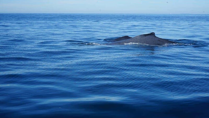 Puerto Vallarta: Whale Watching with Guide - Final Thoughts: Who Should Consider This Tour?