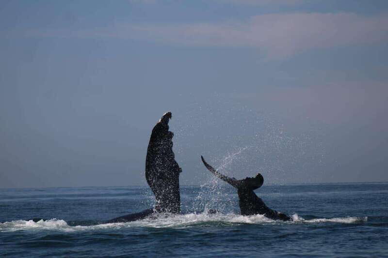 Puerto Vallarta: Whale watching - The Itinerary: What to Expect from Start to Finish