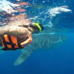Quintana Roo: Whale Shark Swim, Private Boat Trip, and Lunch - Who should consider this tour?