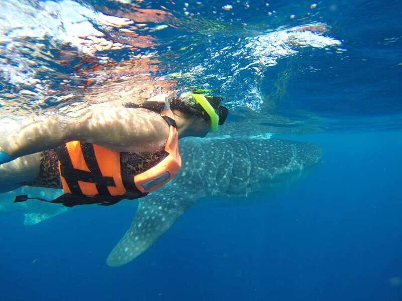 Quintana Roo: Whale Shark Swim, Private Boat Trip, and Lunch - Who should consider this tour?