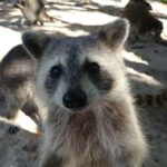 Raccoon Island: Exploration on SUP/Kayak - The Paddling Journey and Ecosystem Exploration