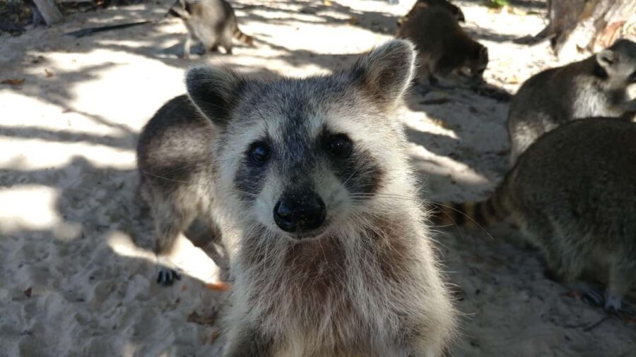Raccoon Island: Exploration on SUP/Kayak - The Paddling Journey and Ecosystem Exploration