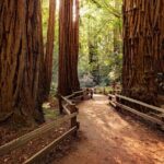 Redwood Retreat: Tour to Muir Woods from San Francisco - Who Will Enjoy This Tour?