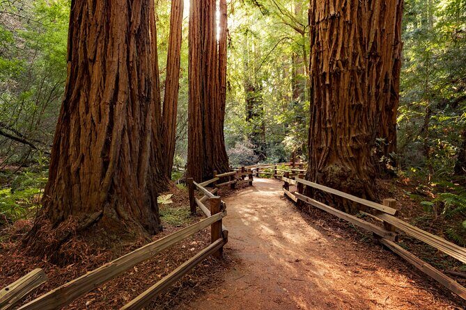 Redwood Retreat: Tour to Muir Woods from San Francisco - Who Will Enjoy This Tour?