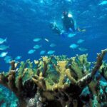 Reef Snorkel, underwater adventure in Puerto Morelos With Transportation & Lunch - The Value and Who It’s Best For