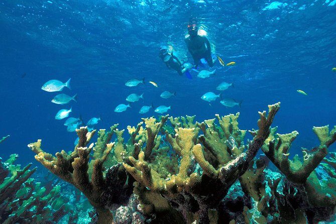 Reef Snorkel, underwater adventure in Puerto Morelos With Transportation & Lunch - The Value and Who It’s Best For