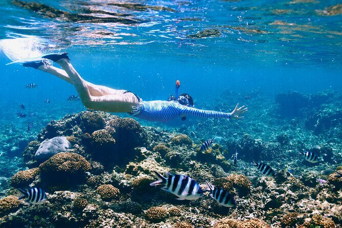 Reef Snorkeling with ATV, Zipline, Cenote that includes lunch and transportation - The Jungle Park: ATV, Zipline, and Cenote