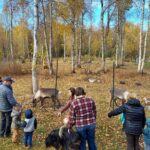 Reindeer Meet and Feed - Talkeetna - FAQ