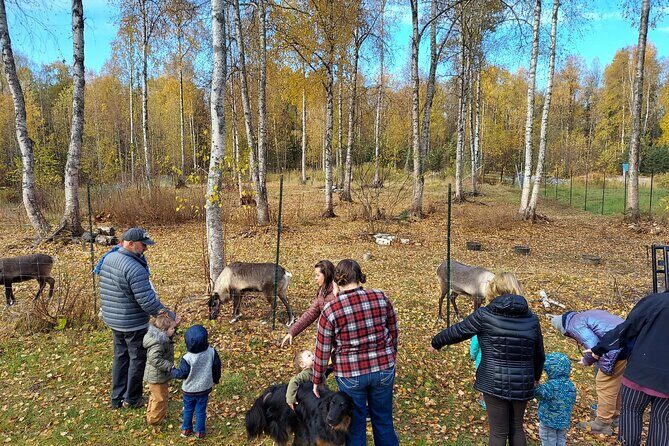 Reindeer Meet and Feed - Talkeetna - FAQ